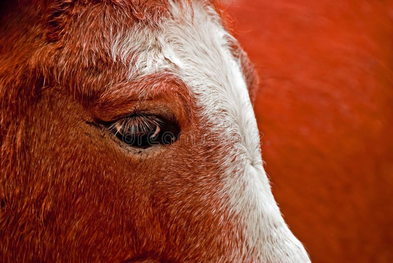 Caballo foto de archivo. Imagen de marca, rojo, primer - 12581398