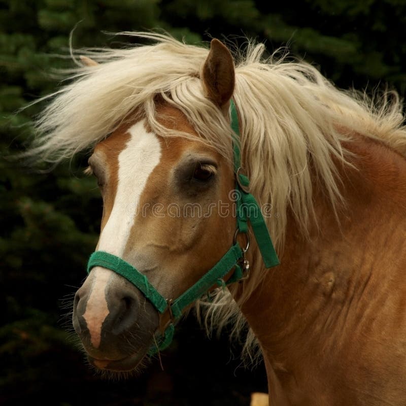 350 Caballo Flaco Fotos de stock - Fotos libres de regalías de Dreamstime