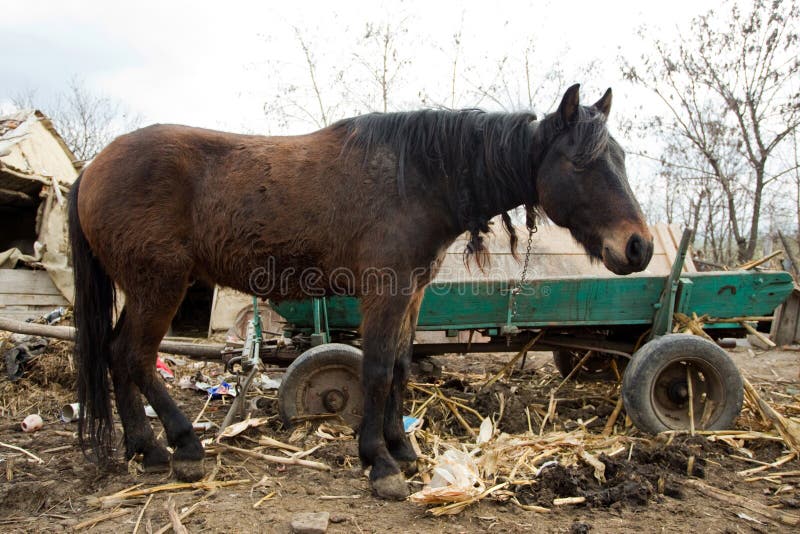 299 Caballo Flaco Fotos - Libres de Derechos y Gratuitas de Dreamstime