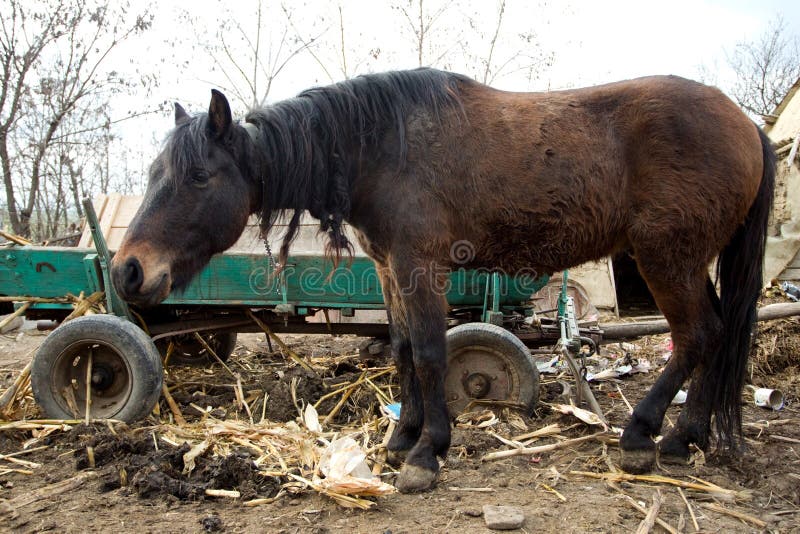 299 Caballo Flaco Fotos - Libres de Derechos y Gratuitas de Dreamstime
