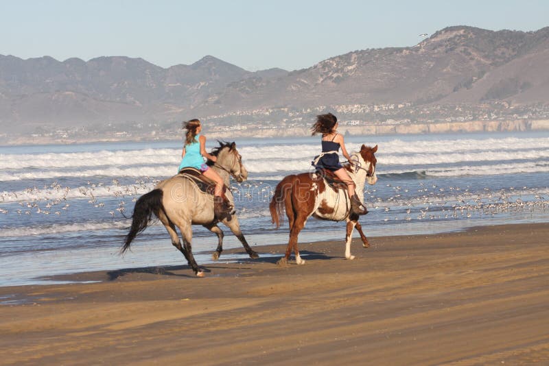 Caballo Corriente En La Playa Foto editorial - Imagen de lifestyles ...
