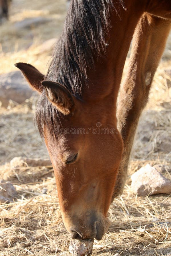 Caballo Americano Salvaje Del Mustango Foto de archivo - Imagen de roca ...