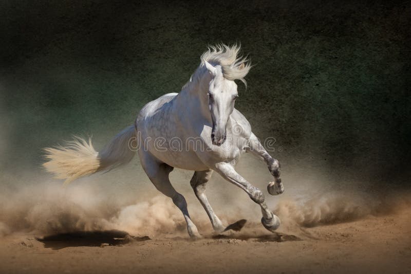 Caballo andaluz blanco foto de archivo. Imagen de polvo - 59784176