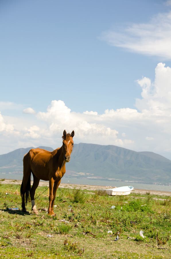 229 Caballo Flaco Fotos - Libres de Derechos y Gratuitas de Dreamstime