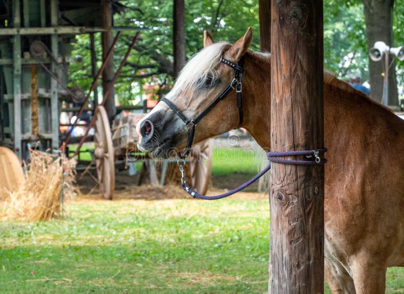 Caballo atado a poste foto de archivo. Imagen de detalles - 167692342