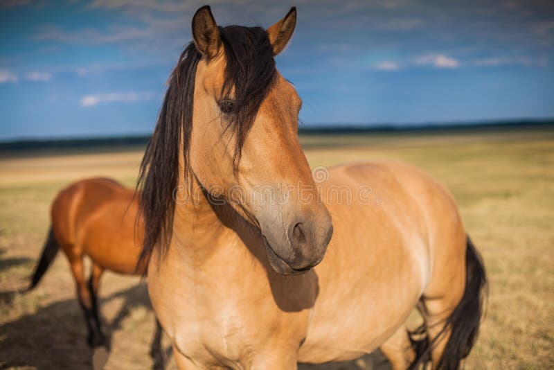 Caballo Beige En El Pasto En El Campo Foto de archivo - Imagen de ...