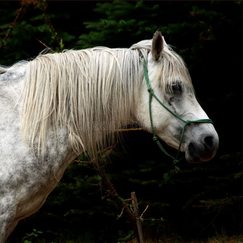 Caballo Flaco Negro Fotos de stock - Fotos libres de regalías de Dreamstime
