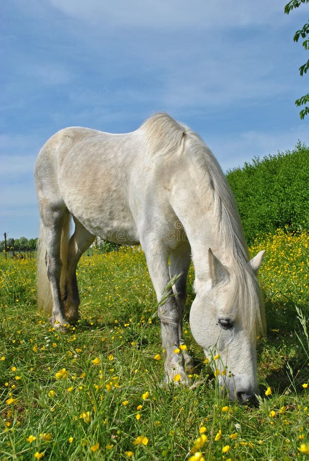 Caballo blanco imagen de archivo. Imagen de comer, blanco - 19419819
