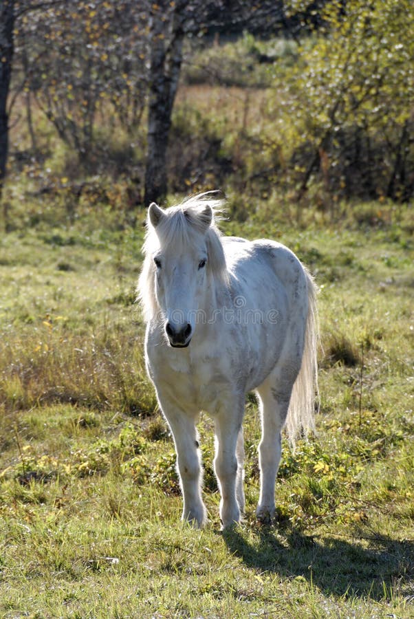 Caballo blanco imagen de archivo. Imagen de blanco, pasto - 4124639