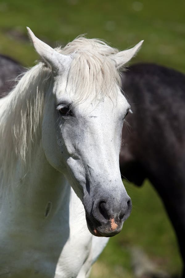 Caballo blanco foto de archivo. Imagen de cautivo, granja - 65771074
