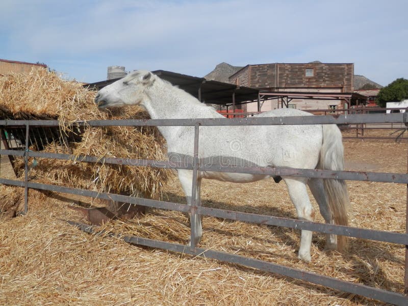 Caballo blanco en corral foto de archivo. Imagen de corral - 65899694