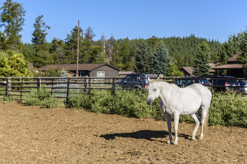 Caballo Blanco En Un Corral Foto de archivo editorial - Imagen de ...