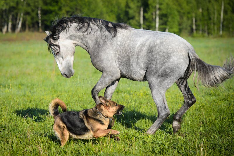 Caballo Blanco Que Juega Con El Perro Imagen de archivo - Imagen de ...