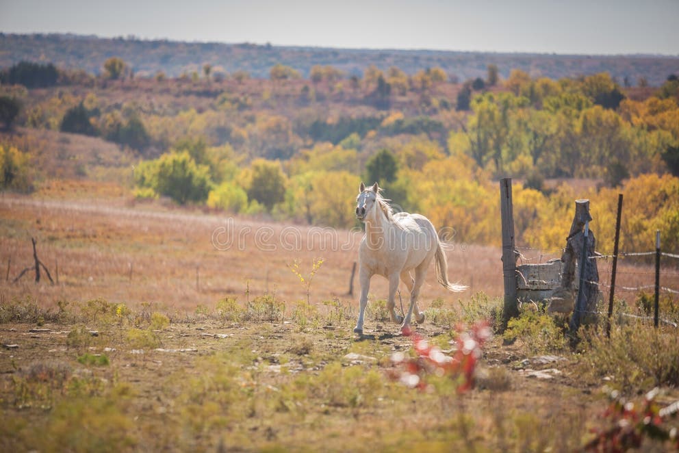 Caballo Blanco Que Relincha Imagen de archivo - Imagen de relincho ...