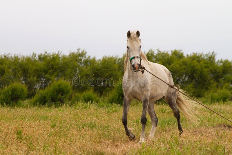 299 Caballo Flaco Fotos - Libres de Derechos y Gratuitas de Dreamstime