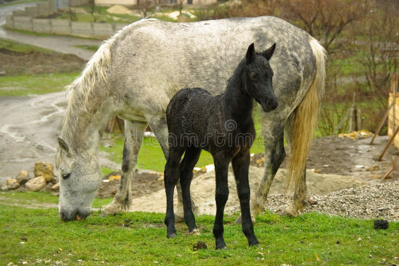 Un Caballo Con Un Potro Del Bebé Foto de archivo - Imagen de bebés ...