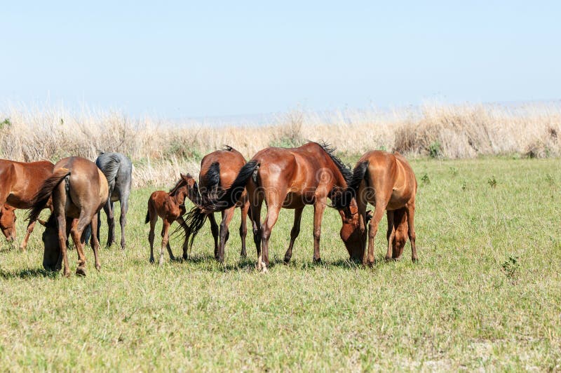 Caballo, Caballero, Corcel, Courser, Hoss Imagen de archivo - Imagen de ...