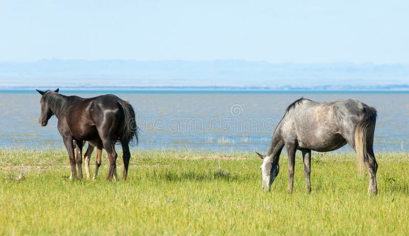 Caballo, Caballero, Corcel, Courser, Hoss Foto de archivo - Imagen de ...