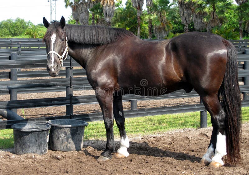 Caballo (caballus Del Ferus Del Equus) Foto de archivo - Imagen de ...