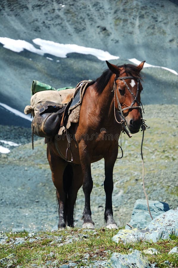 El Caballo Cargado Está Listo Para Golpear El Camino Raza Boriata Del ...