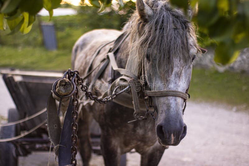 Caballo con carreta foto de archivo. Imagen de ecuestrianismo - 248075232