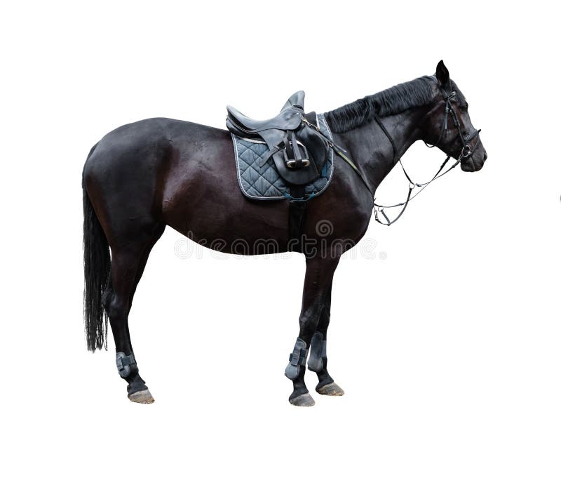Caballo con la montura imagen de archivo. Imagen de melena - 72751559