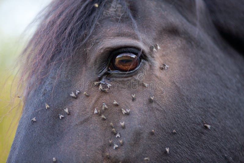 Caballo Con Las Porciones De Mosca En Cara Imagen de archivo - Imagen ...