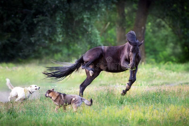 Caballo con los perros imagen de archivo. Imagen de ecuestre - 150307985
