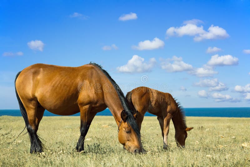 Caballo con un potro imagen de archivo. Imagen de nube - 14821855
