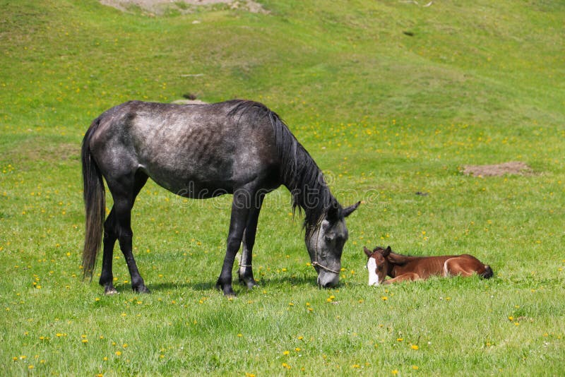 Caballo con un potro imagen de archivo. Imagen de negro - 44383803