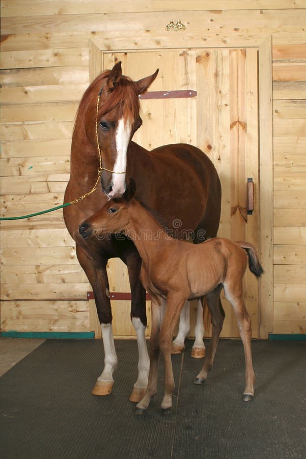 Caballo con un potro foto de archivo. Imagen de hermoso - 695332