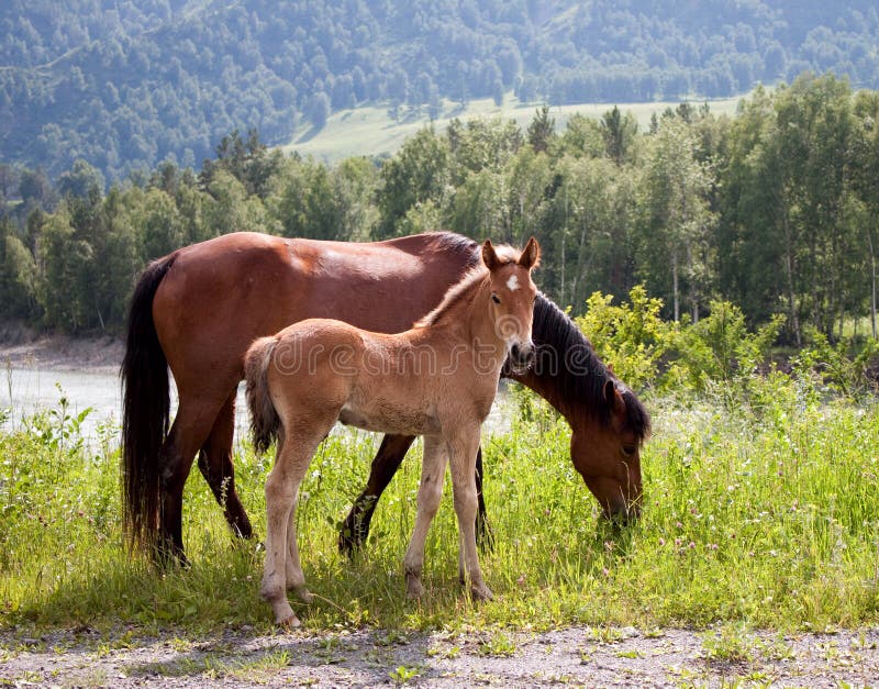 Caballo Con Un Potro En Un Prado Imagen de archivo - Imagen de paisaje ...
