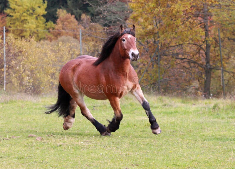Caballo de bosquejo alemán foto de archivo. Imagen de bosque - 17466184