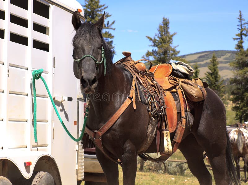 Caballo De Brown En Silla De Montar Occidental Foto de archivo - Imagen ...