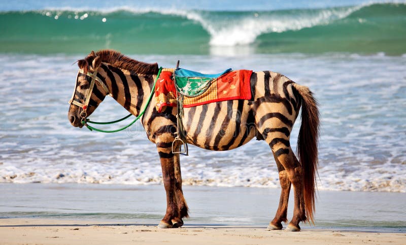 Caballo de la cebra foto de archivo. Imagen de raya, safari - 37515470