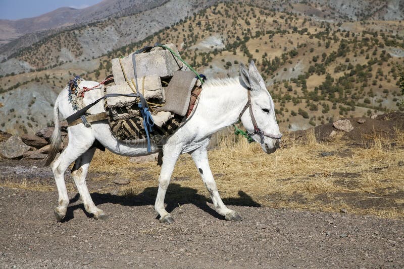 Un Caballo De Carga Listo Para El Camino Imagen de archivo - Imagen de ...