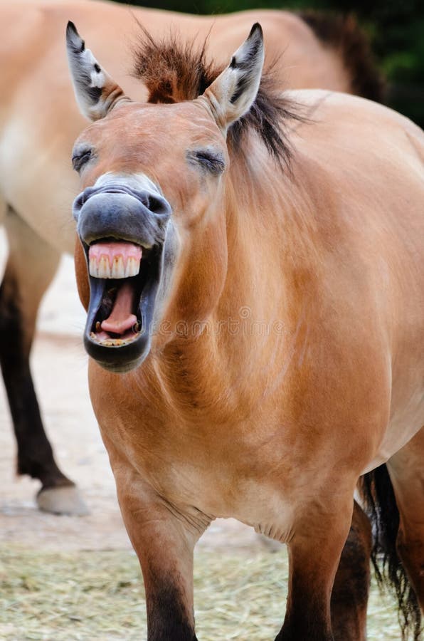 Caballo de Przewalski imagen de archivo. Imagen de riéndose - 30687233