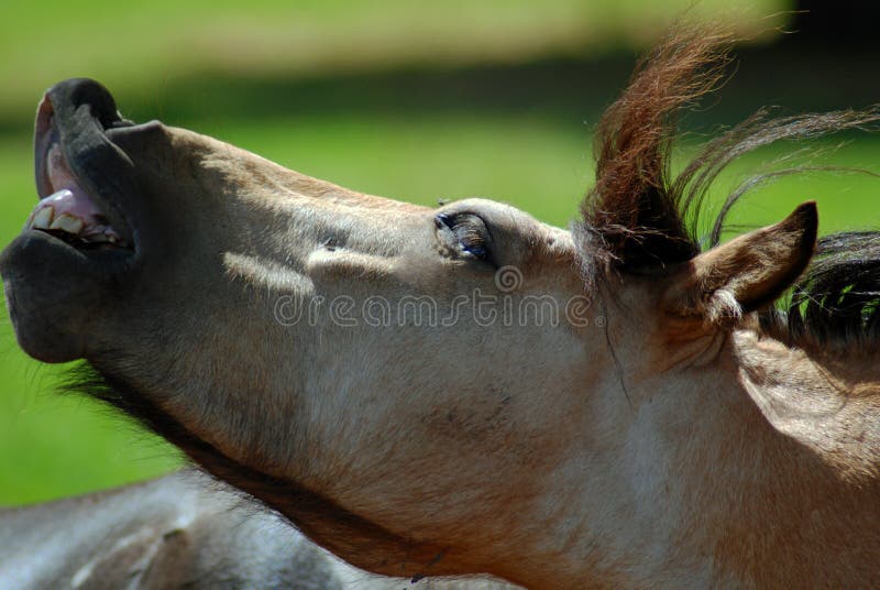 Caballo de risa foto de archivo. Imagen de laughing, retrato - 10192478