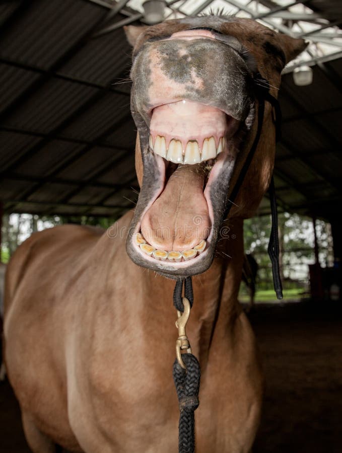 Caballo de risa foto de archivo. Imagen de divertido - 111206078