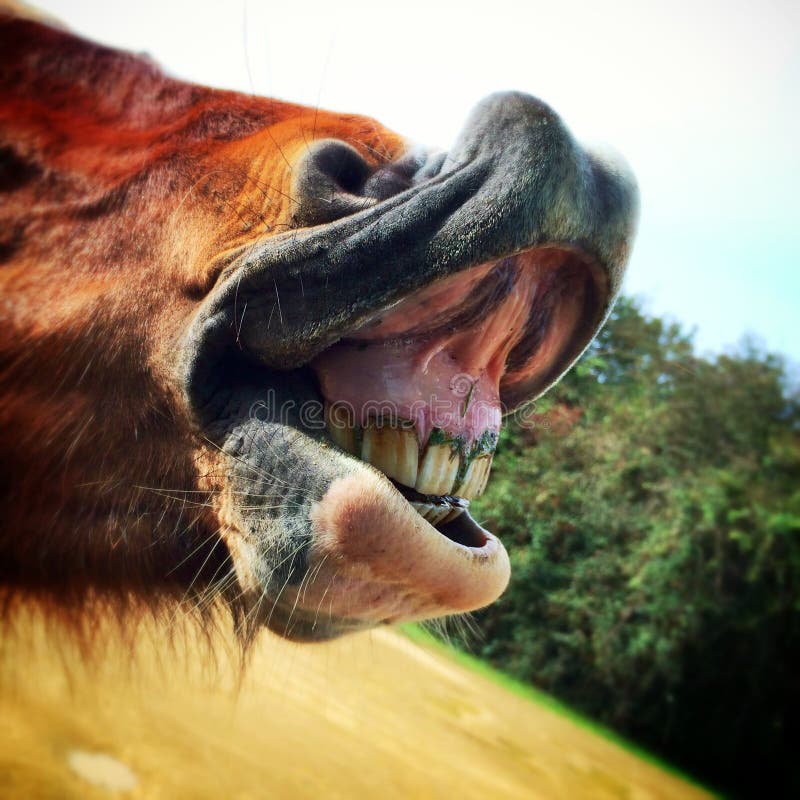 Caballo de risa imagen de archivo. Imagen de riéndose - 56459009