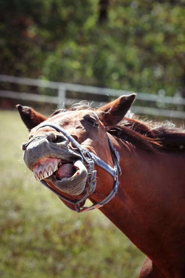 Caballo de risa foto de archivo. Imagen de risa, caballo - 60732522