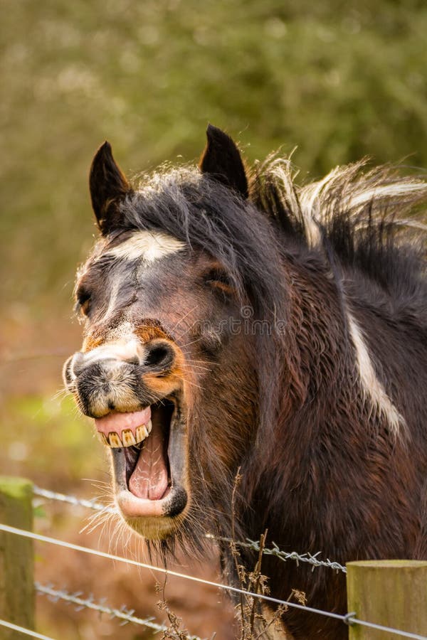 Caballo De Proyecto De Percheron Que Hace Una Cara Divertida Foto de ...