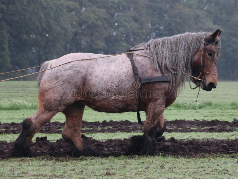 Caballo de tiro belga foto de archivo. Imagen de bosquejo - 161617824