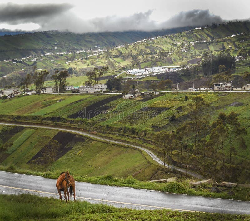 Caballo del Ecuador stock image. Image of countryside - 54374011