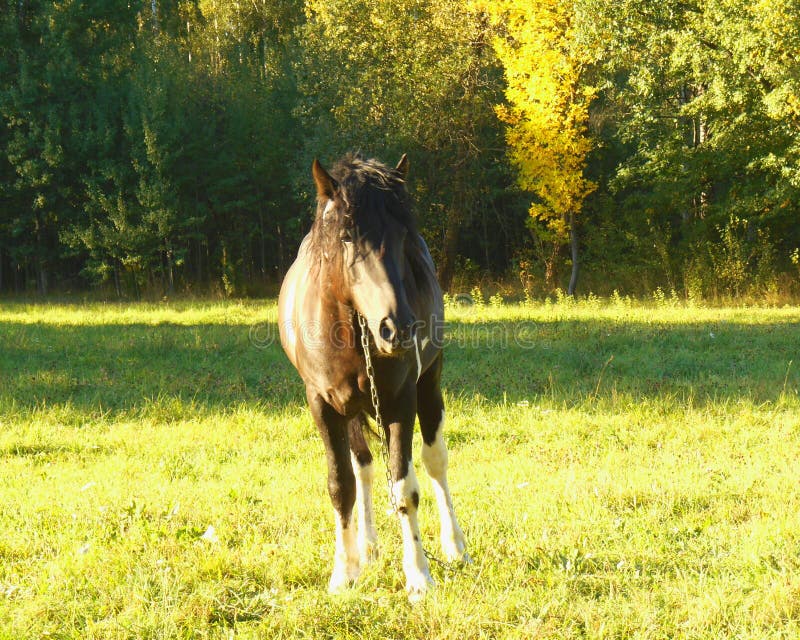 Caballo Del Negro Del Paisaje En El Parque Solar Del Verano Imagen de ... Caballo Del Negro Del Paisaje En El Parque Solar Del Verano Imagen de ...