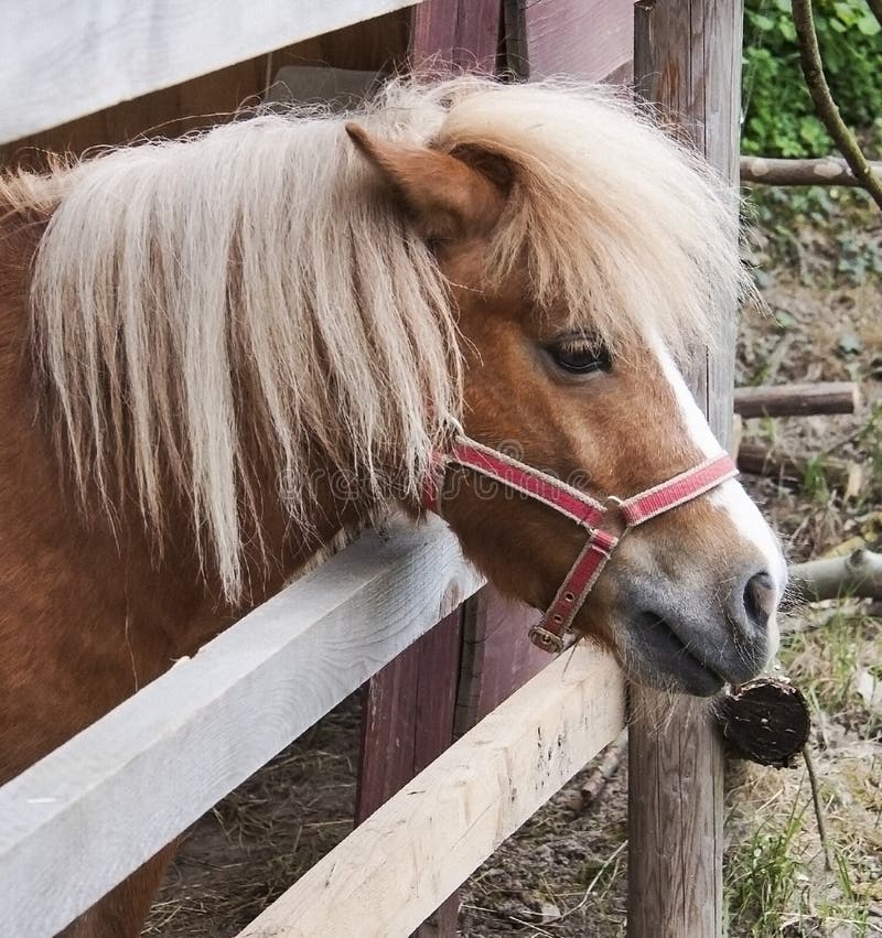 Caballo enfermo viejo foto de archivo. Imagen de mayor - 26832690