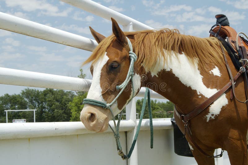 Caballo del rodeo foto de archivo. Imagen de animales, lazo - 335542