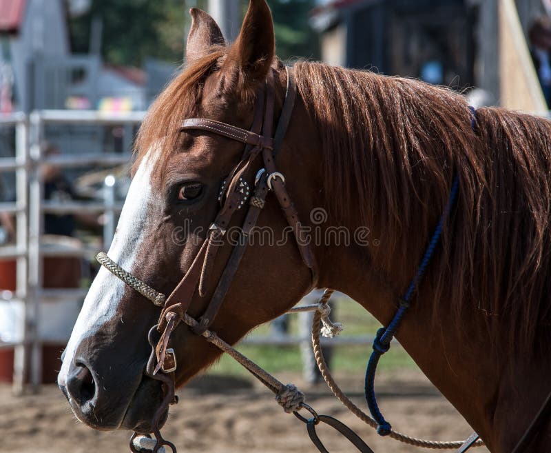 Caballo del rodeo foto de archivo. Imagen de rodeo, corral - 36318796