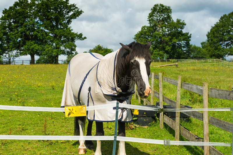 Caballo en corral foto de archivo. Imagen de ganado, soporte - 9839164