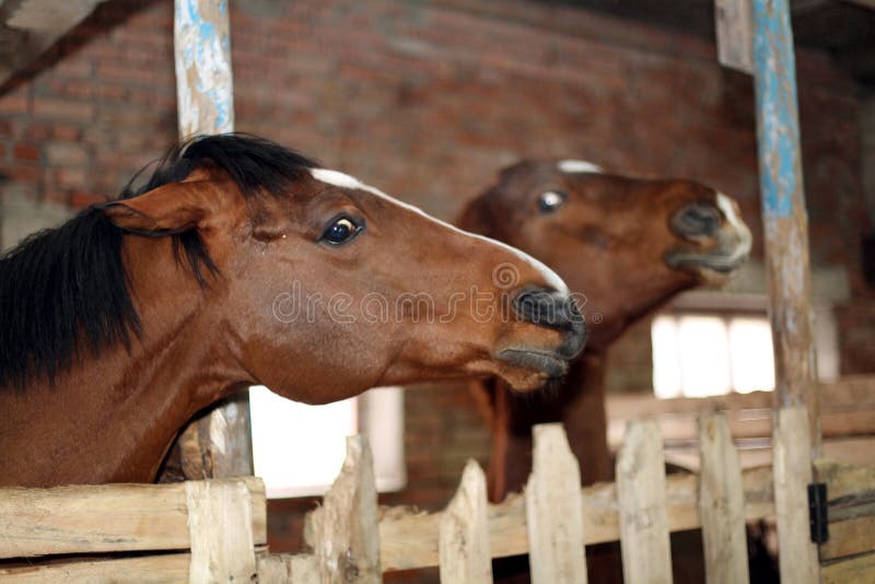 Caballo en el establo foto de archivo. Imagen de caballos - 50240342